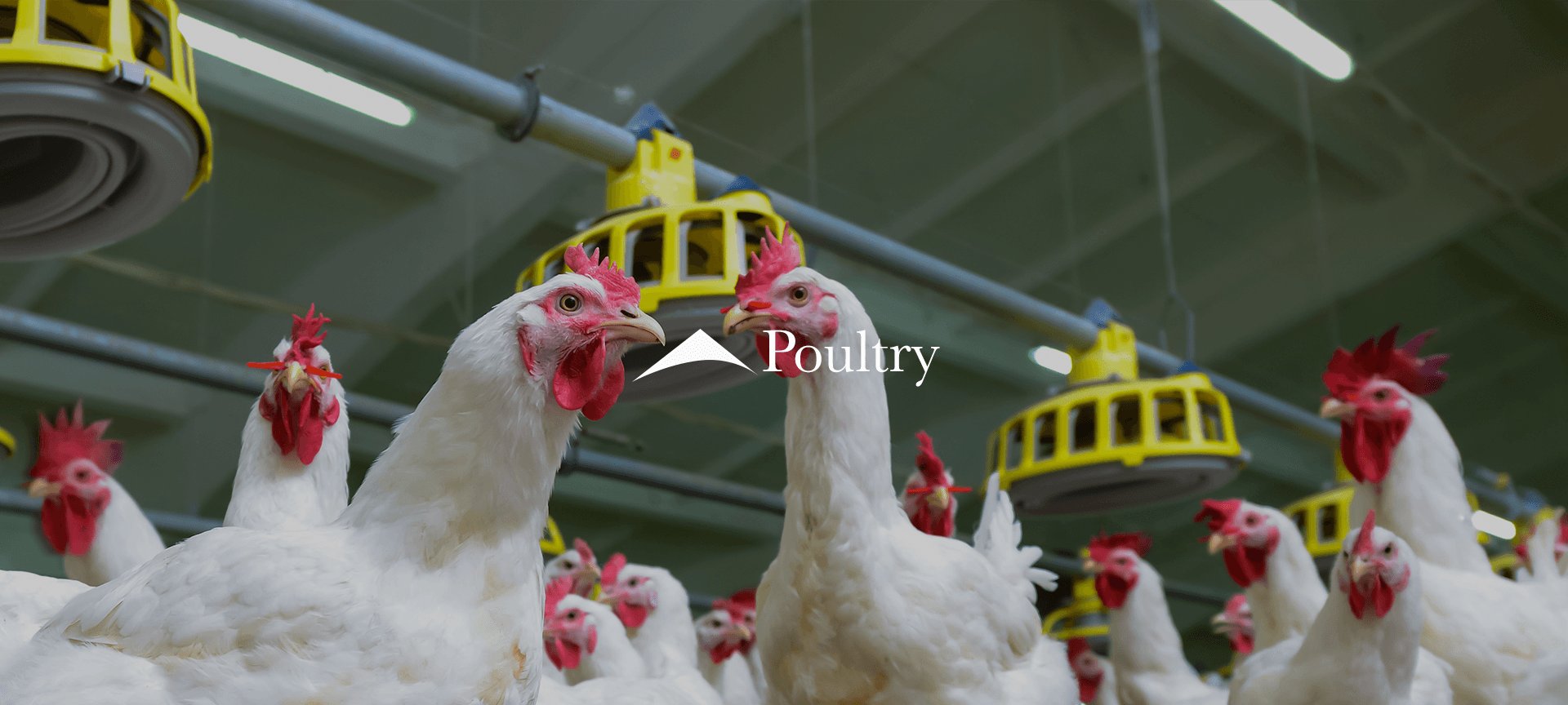 Albors | Poultry Products Line – ALBORS SRL | Animal Health & Welfare